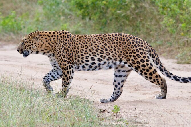 Jaipur Half Day Tour with Jhalana Leopard Safari - A Deep Dive into the Experience