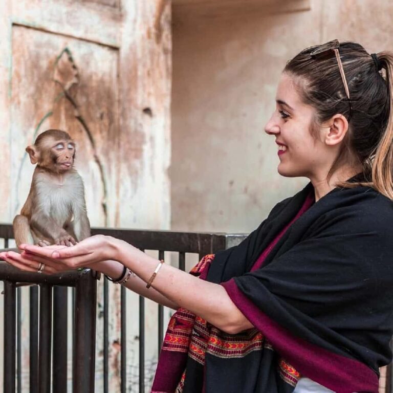 Jaipur: Half or Full-Day Sightseeing Tour with Guide+ Pickup - The Practicalities: What to Expect