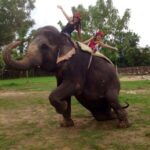 Jaipur: Hathi Gaon Elephant Riding Painting-Feeding Activity - A Typical Day at Hathi Gaon