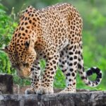Jaipur: Jhalana Leopard Safari with Bird Watching - The Itinerary: What You Can Expect