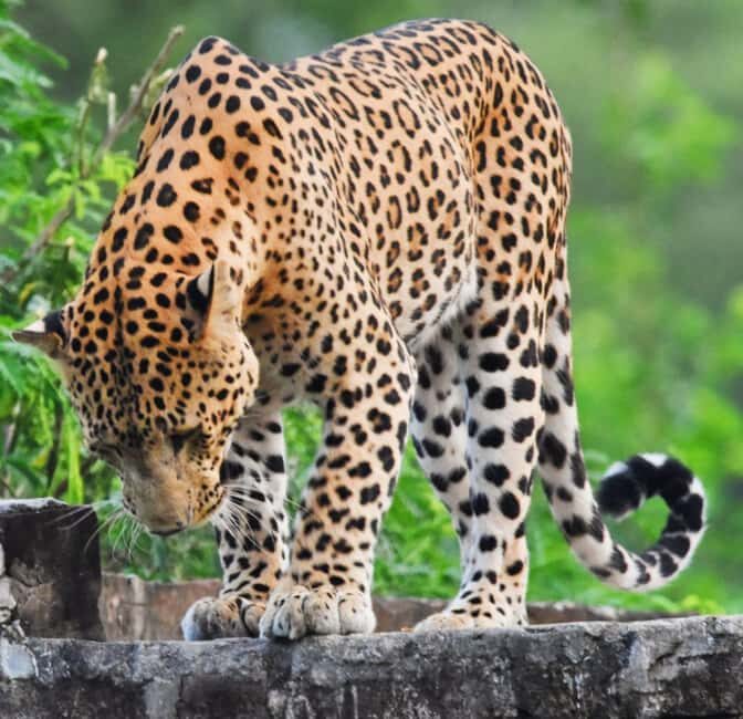 Jaipur: Jhalana Leopard Safari with Bird Watching - The Itinerary: What You Can Expect