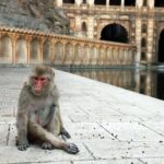 Jaipur Sightseeing Tour with Galta Ji Monkey Temple - The Transportation and Guide Experience