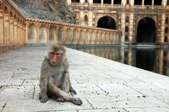 Jaipur Sightseeing Tour with Galta Ji Monkey Temple - The Transportation and Guide Experience