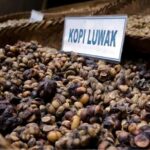 Jakarta: Bandung Volcano Day Tour - Practical Tips for the Tour