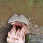 Jakarta : Taman Safari, Panda Palace, and Waterfall - An In-Depth Look at the Tour Experience