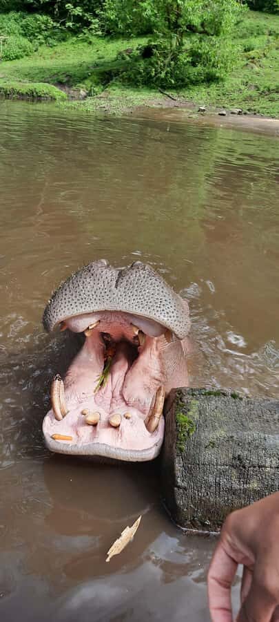 Jakarta : Taman Safari, Panda Palace, and Waterfall - An In-Depth Look at the Tour Experience