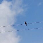 Jamaica Blue Mountain Coffee Tour and sightseeing experience - What Travelers Say