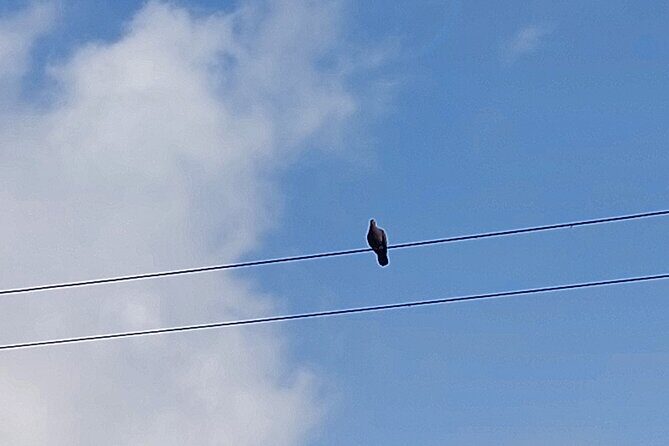 Jamaica Blue Mountain Coffee Tour and sightseeing experience - What Travelers Say