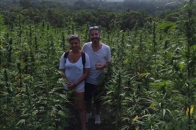 Jamaica Farm Private Dispensary Tour Montego Bay - What the Reviews Say