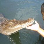 Jamaica: YS Falls and Black River Safari Tour - A Closer Look at the Experience