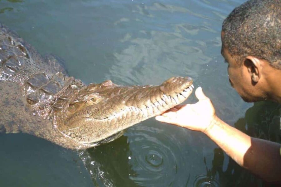 Jamaica: YS Falls and Black River Safari Tour - A Closer Look at the Experience