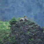 Japanese Serow Watching Tour - An in-depth look at the Japanese Serow Watching Tour