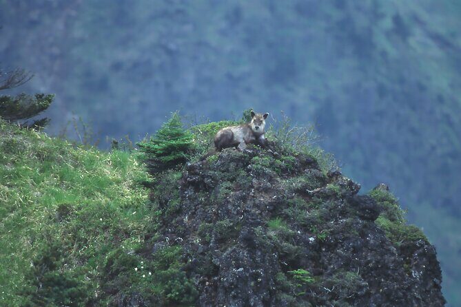 Japanese Serow Watching Tour - An in-depth look at the Japanese Serow Watching Tour