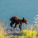 Jasper: Wildlife and Sightseeing Tour with Lakeshore Hike - Who Will Love This Tour?