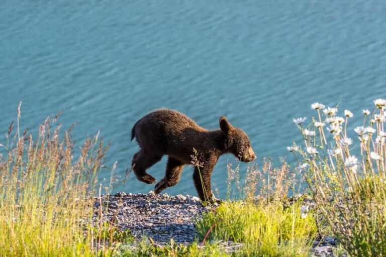 Jasper: Wildlife and Sightseeing Tour with Lakeshore Hike - Who Will Love This Tour?