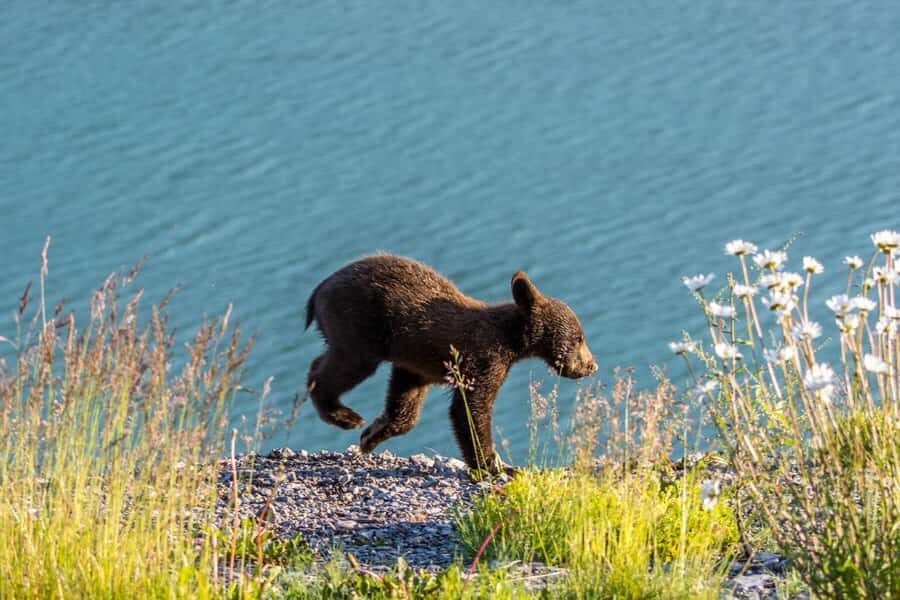 Jasper: Wildlife and Sightseeing Tour with Lakeshore Hike - Who Will Love This Tour?