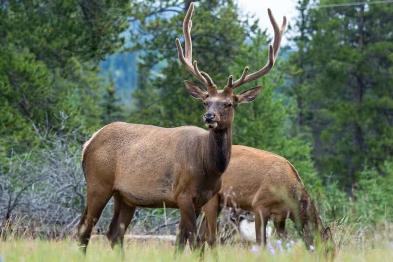 Jasper: Wildlife and Sightseeing Tour with Maligne Cruise - Who Will Love This Tour?