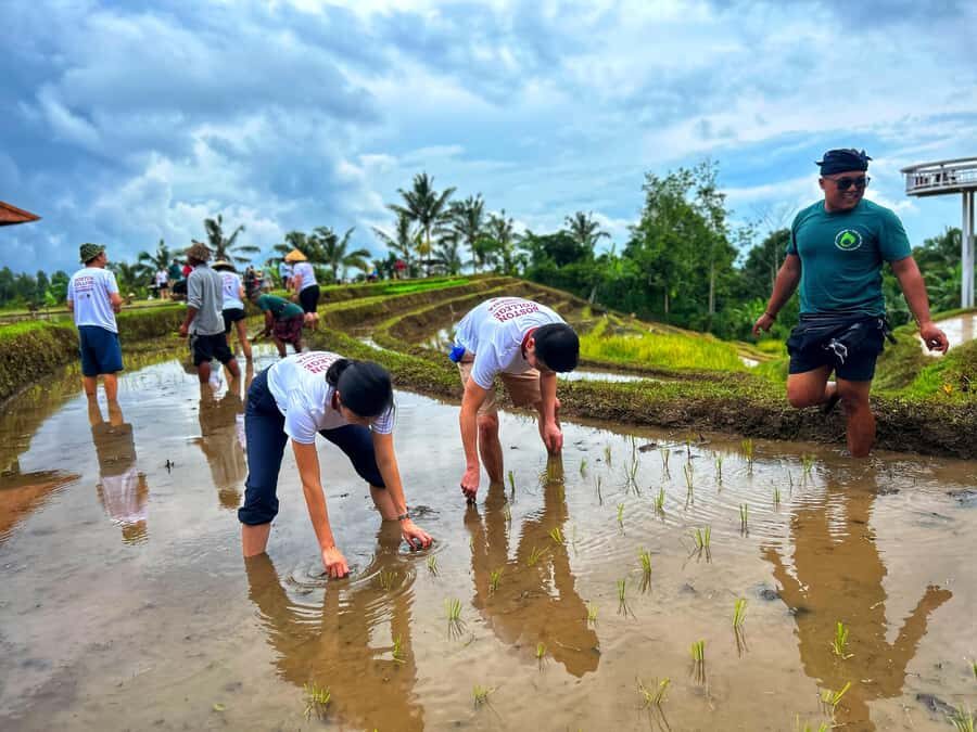 Jatiluwih Nature and Wellness Day Tour - Key Points