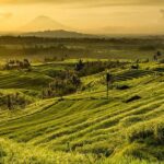 Jatiluwih Rice Terrace & Tanah Lot Tours - A Detailed Look at the Tour