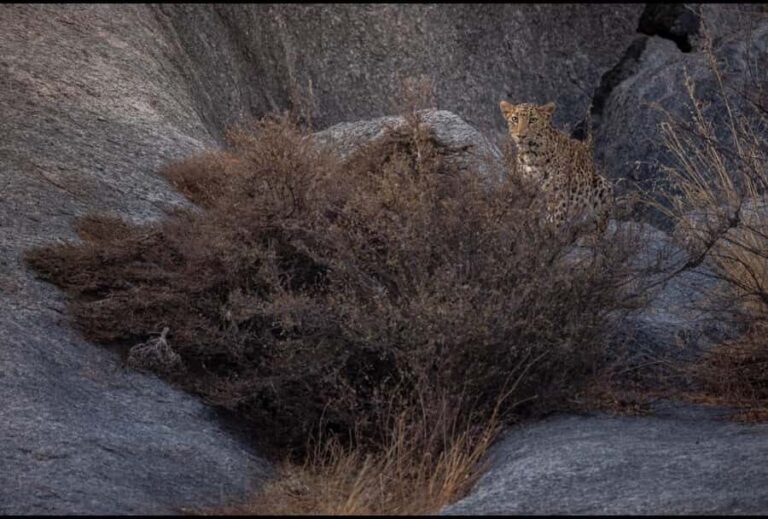 Jawai: Leopard Safari in Aravalli Hills - Practical Details and What to Bring