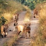Jeep Safari - Gir National Park, Gujarat, India - An In-Depth Look at the Gir National Park Safari