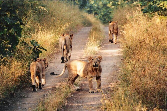 Jeep Safari - Gir National Park, Gujarat, India - An In-Depth Look at the Gir National Park Safari