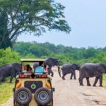 Jeep Safari to Yala National Park With an Expert Of Wild Life - The Itinerary: What You Can Expect