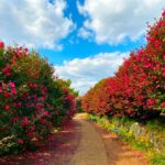 Jeju: Day Tour Hanbok, HALLASAN, Camellia, Sauna (W/pick-up) - Practical Details: What You Need to Know