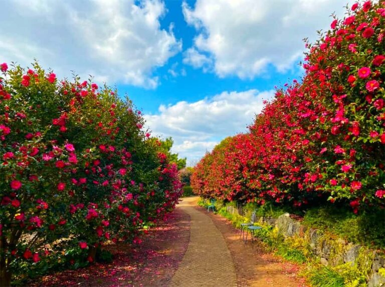 Jeju: Day Tour Hanbok, HALLASAN, Camellia, Sauna (W/pick-up) - Practical Details: What You Need to Know