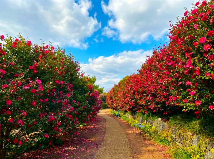 Jeju: Day Tour Hanbok, HALLASAN, Camellia, Sauna (W/pick-up) - Practical Details: What You Need to Know