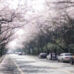 Jeju: Eastern Spring Cherry blossom& Canola & UNESCO Tour - Transportation & Logistics