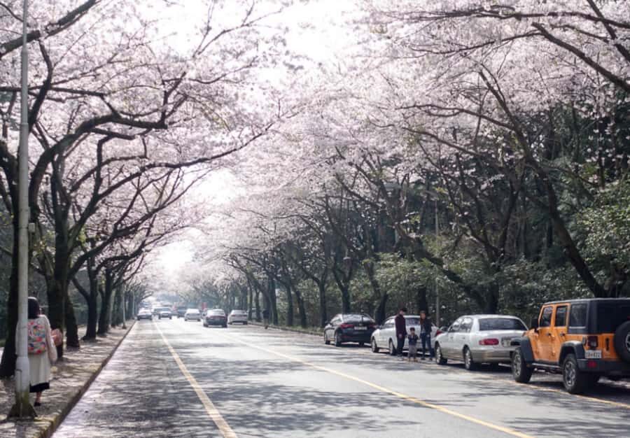 Jeju: Eastern Spring Cherry blossom& Canola & UNESCO Tour - Transportation & Logistics