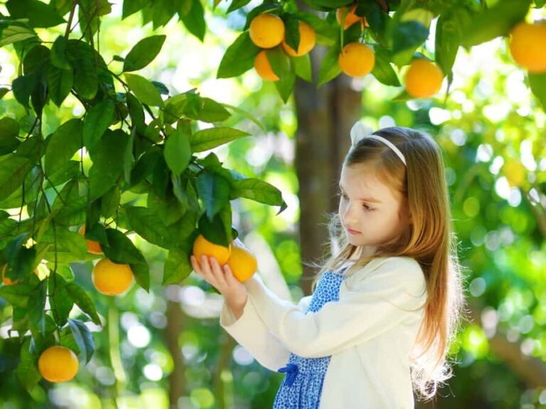 Jeju: Hotel Pickup East Snow, Camellia, Tangerine Picking - The Value and Who Will Love This Tour