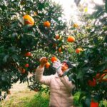 Jeju: Small Group Tour w/ Camellia & Tangerine Picking - Final Thoughts: Is It Worth It?