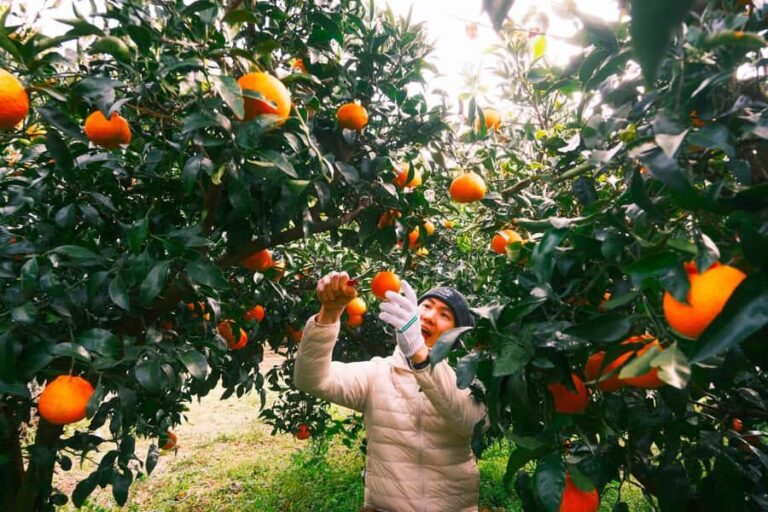 Jeju: Small Group Tour w/ Camellia & Tangerine Picking - Final Thoughts: Is It Worth It?