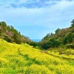 Jeju: West South Spring Canola & UNESCO Tour & Hotel Pick-up - The Practical Aspects