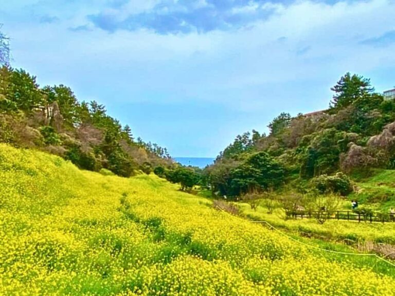 Jeju: West South Spring Canola & UNESCO Tour & Hotel Pick-up - The Practical Aspects