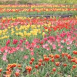 Jeonju Hanok Village and Arboretum with Seasonal Flower festival - What Travelers Say