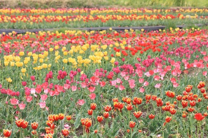 Jeonju Hanok Village and Arboretum with Seasonal Flower festival - What Travelers Say