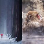 Jigokudani Snow Monkey and Togakushi Shrine Private Tour - The Practicalities: What Makes This Tour Stand Out