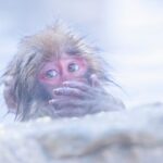 Jigokudani Snow Monkey Park Guided Tour - The Value of Guided Tours