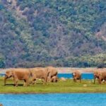 Jim Corbett: 3-Day Safari Tour by Flight from Goa - What We Love About This Tour
