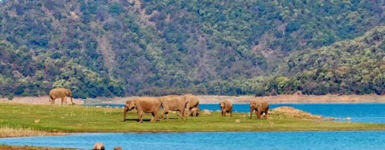 Jim Corbett: 3-Day Safari Tour by Flight from Goa - What We Love About This Tour