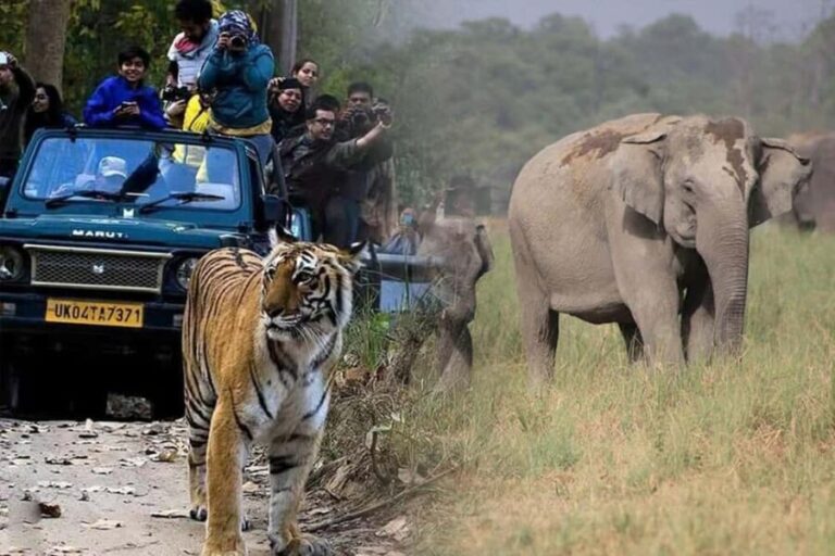 Jim Corbett: 3-Day Safari Tour by Flight from Hyderabad - The Value and Experience