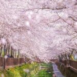 Jinhae Pink Cherry Blossom One Day Tour From Busan - Who Will Love This Tour?