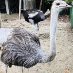 Johor Day Tour - Ostrich Farm, Beach, Waterfall, Fireflies [Car] - An In-Depth Look at the Johor Day Tour