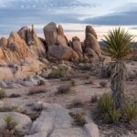 Joshua Tree National Park Trip Planner - Why the Price Offers Good Value