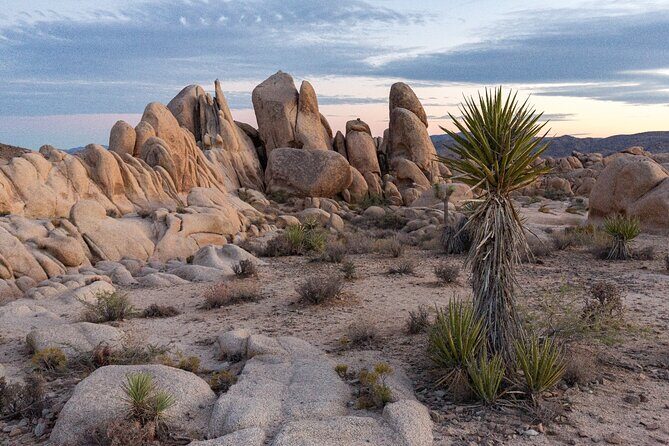 Joshua Tree National Park Trip Planner - Why the Price Offers Good Value