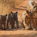 Jungle Diaries Tadoba Wildlife Tour - What’s Included and What’s Not