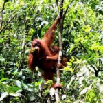 Jungle trekking Bukitlawang - Final Advice